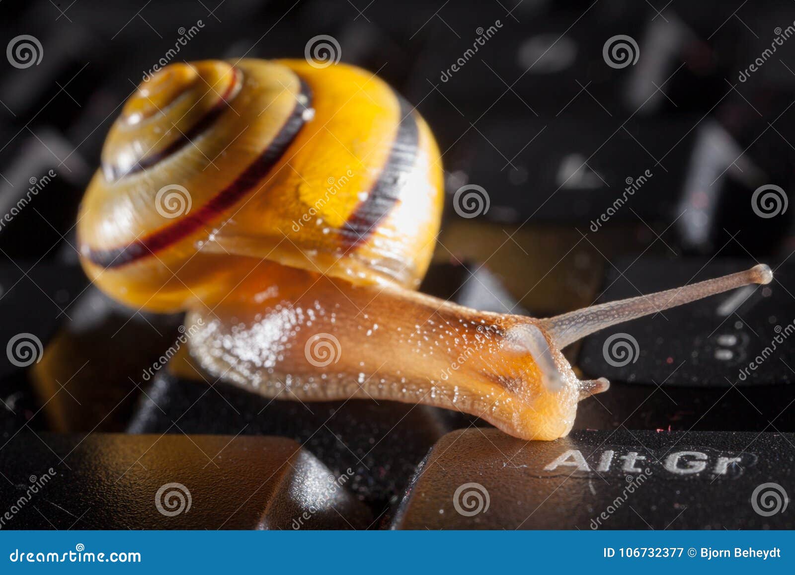 Garden Snail on a Black Computer Keyboard Stock Image - Image of brown ...