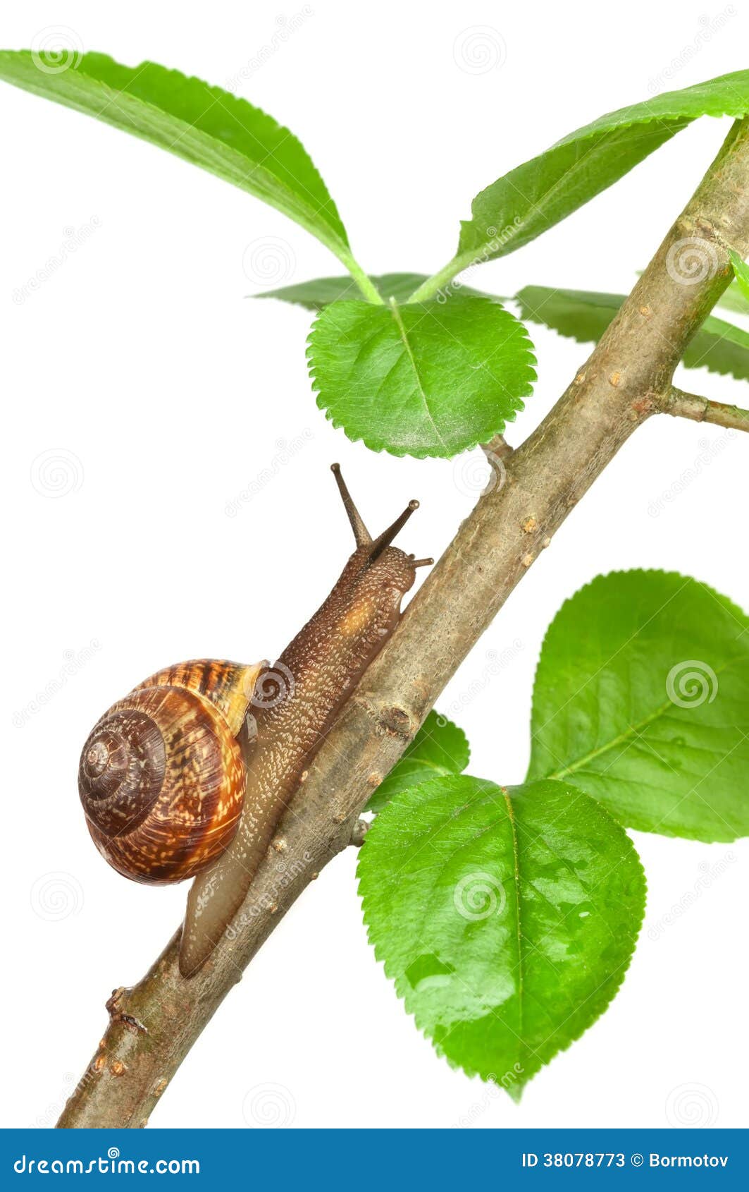 Garden Snail on a Branch, Isolated on White Stock Image - Image of ...