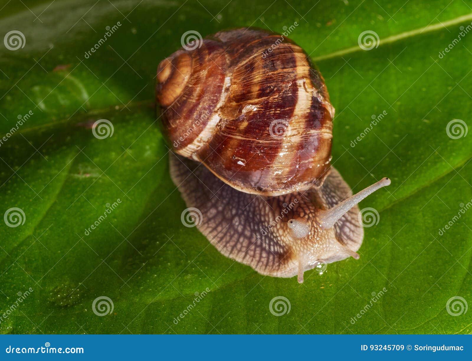 Garden snail stock image. Image of rain, garden, snail - 93245709