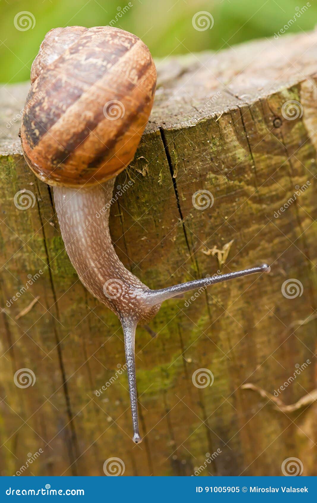 Garden snail stock image. Image of stripy, mollusc, aspersa - 91005905