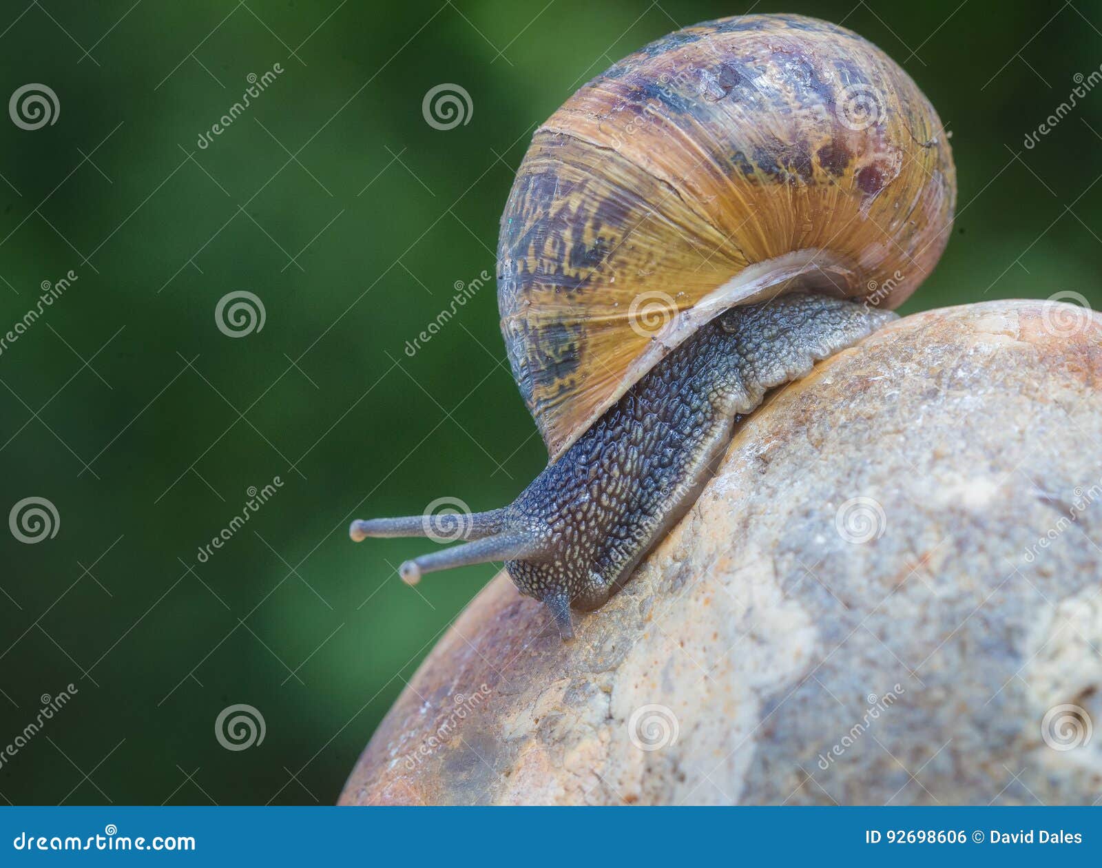 Garden Snail stock photo. Image of animal, boulder, summer - 92698606