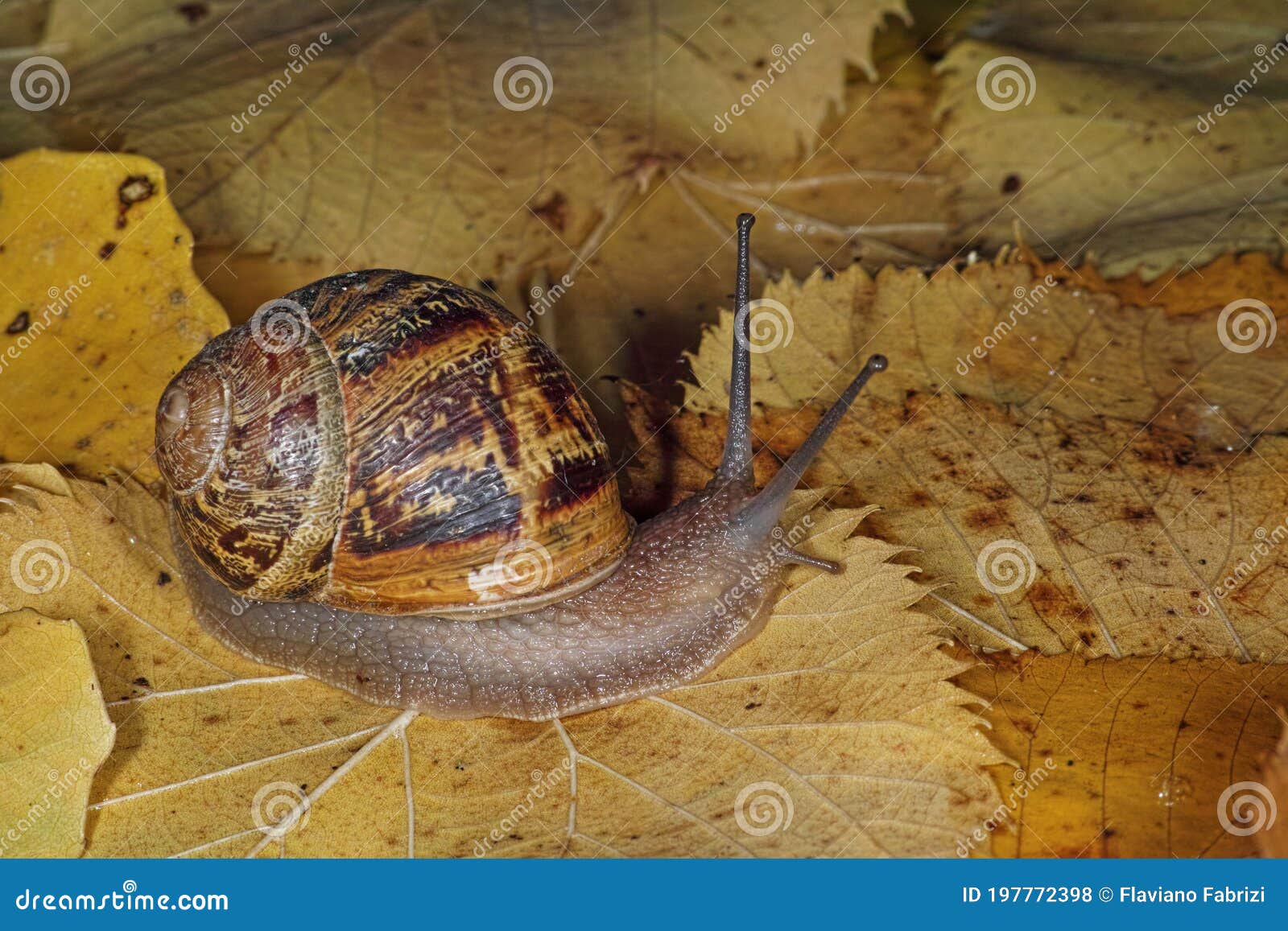 Garden Snail, Cornu Aspersum Stock Photo - Image of anthropochorous ...