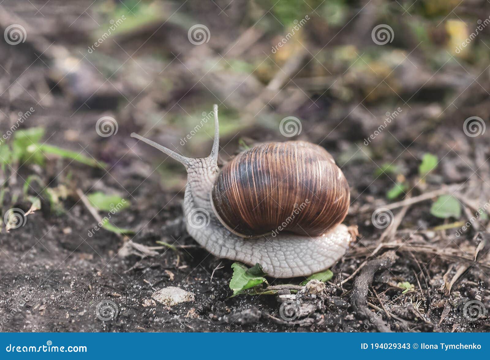 Garden Snail Crawling in Spring Forest, Soft Selective Focus Stock ...