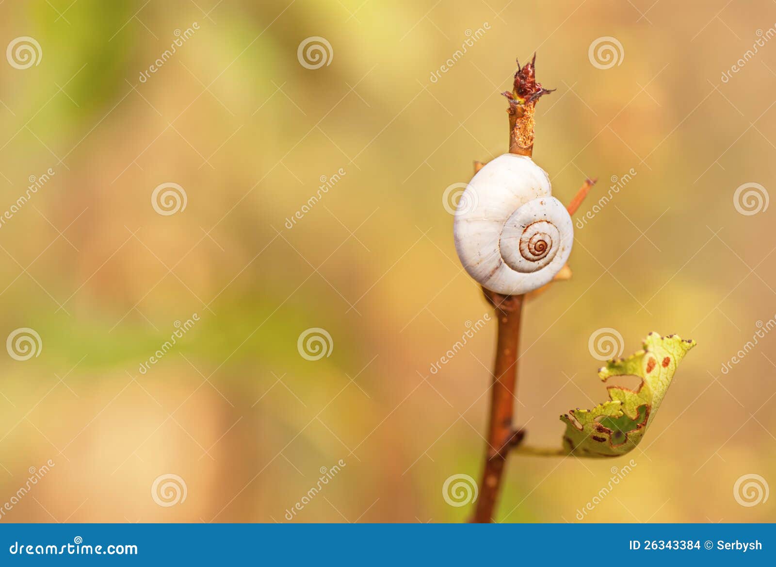 Garden Snail Crawling on a Stem Stock Photo - Image of fitness, crustal ...
