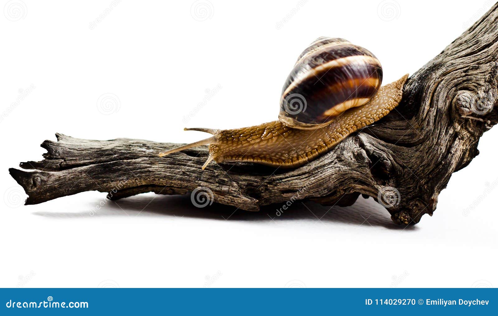 Snail isolated on white stock photo. Image of background - 114029270