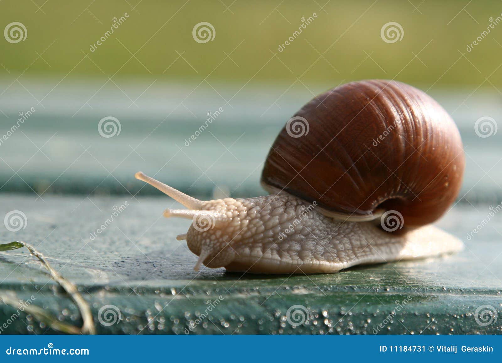 Garden Snail Creeps on a Bench. Stock Image - Image of sluggish ...