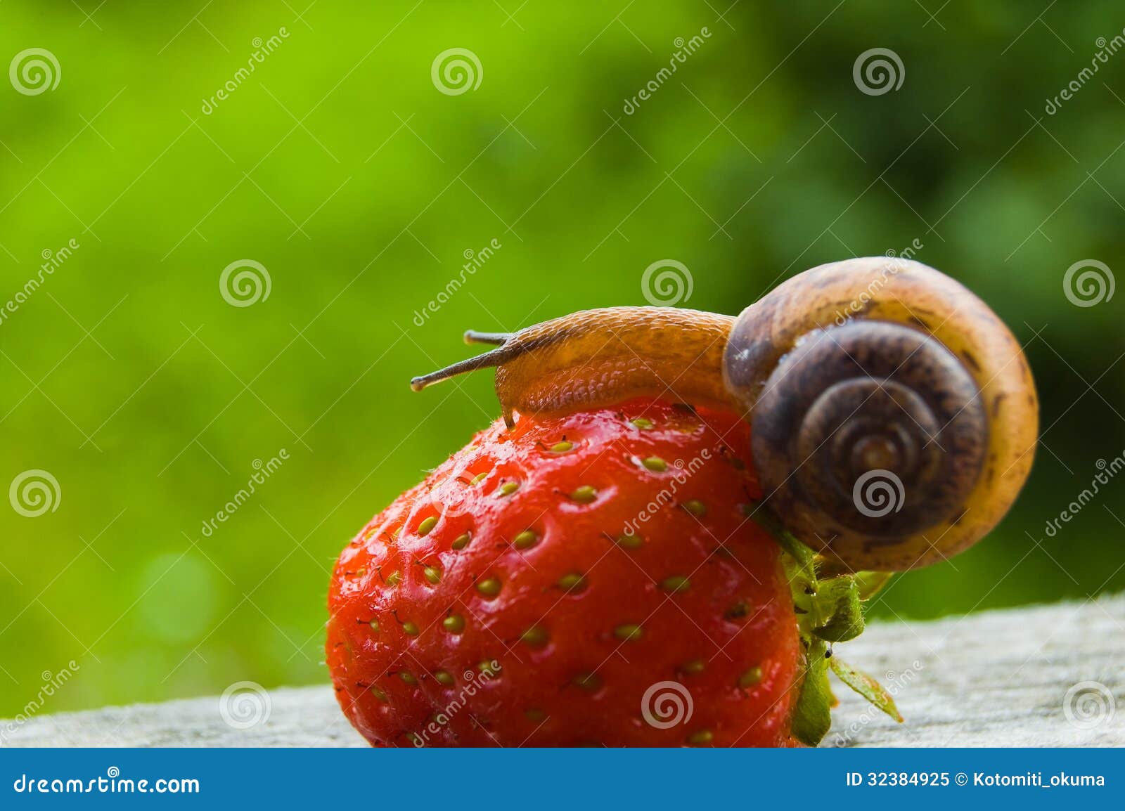 Garden Snail Creeps on a Berry of a Ripe Strawberry. Stock Image ...