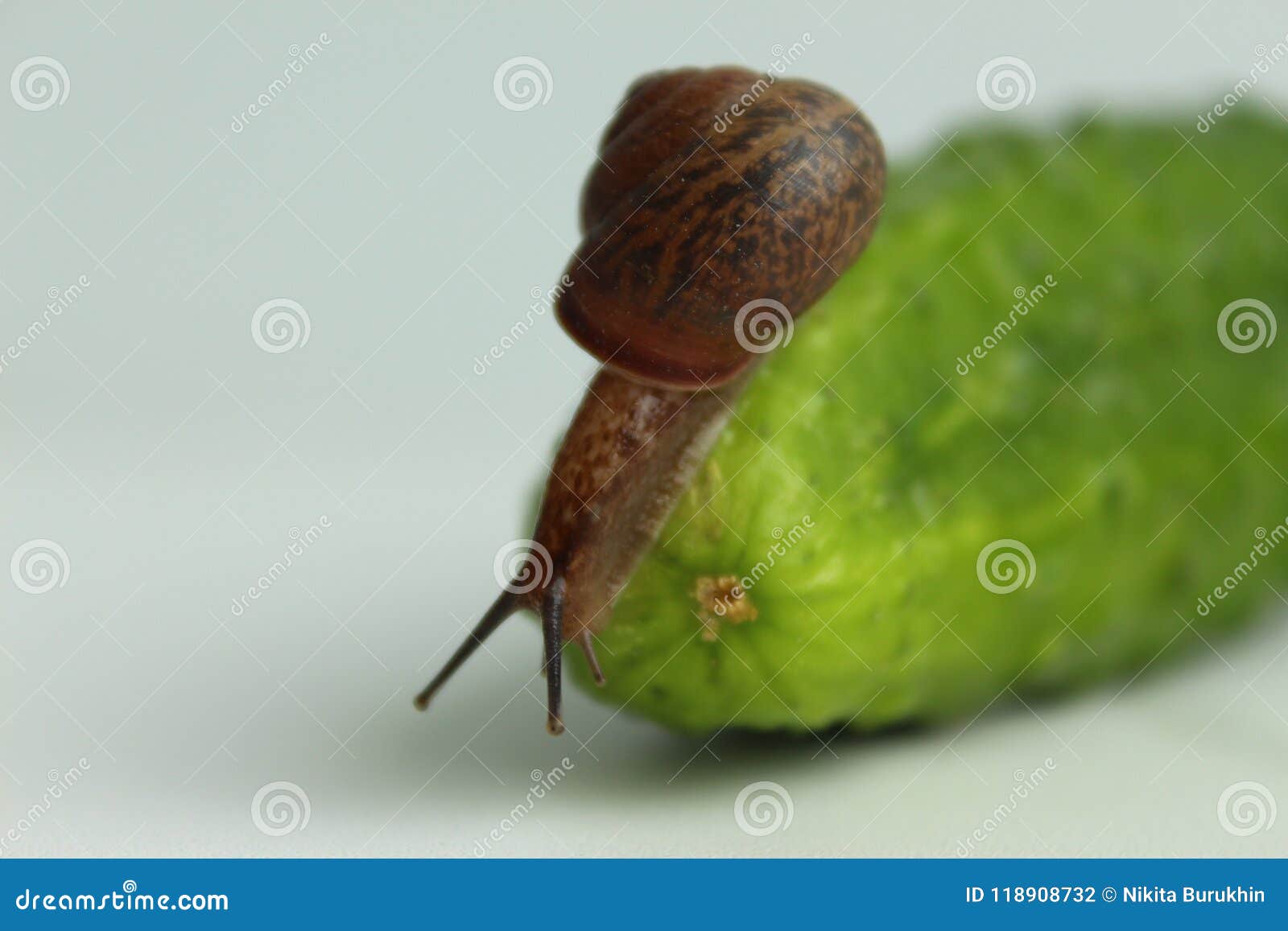 The Garden Snail Descends from the Cucumber Stock Photo - Image of slow ...
