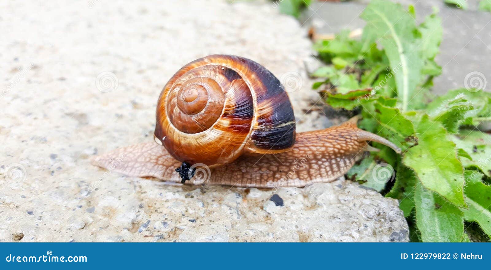 Garden Snail Eating Green Plant Stock Photo - Image of invertebrate ...