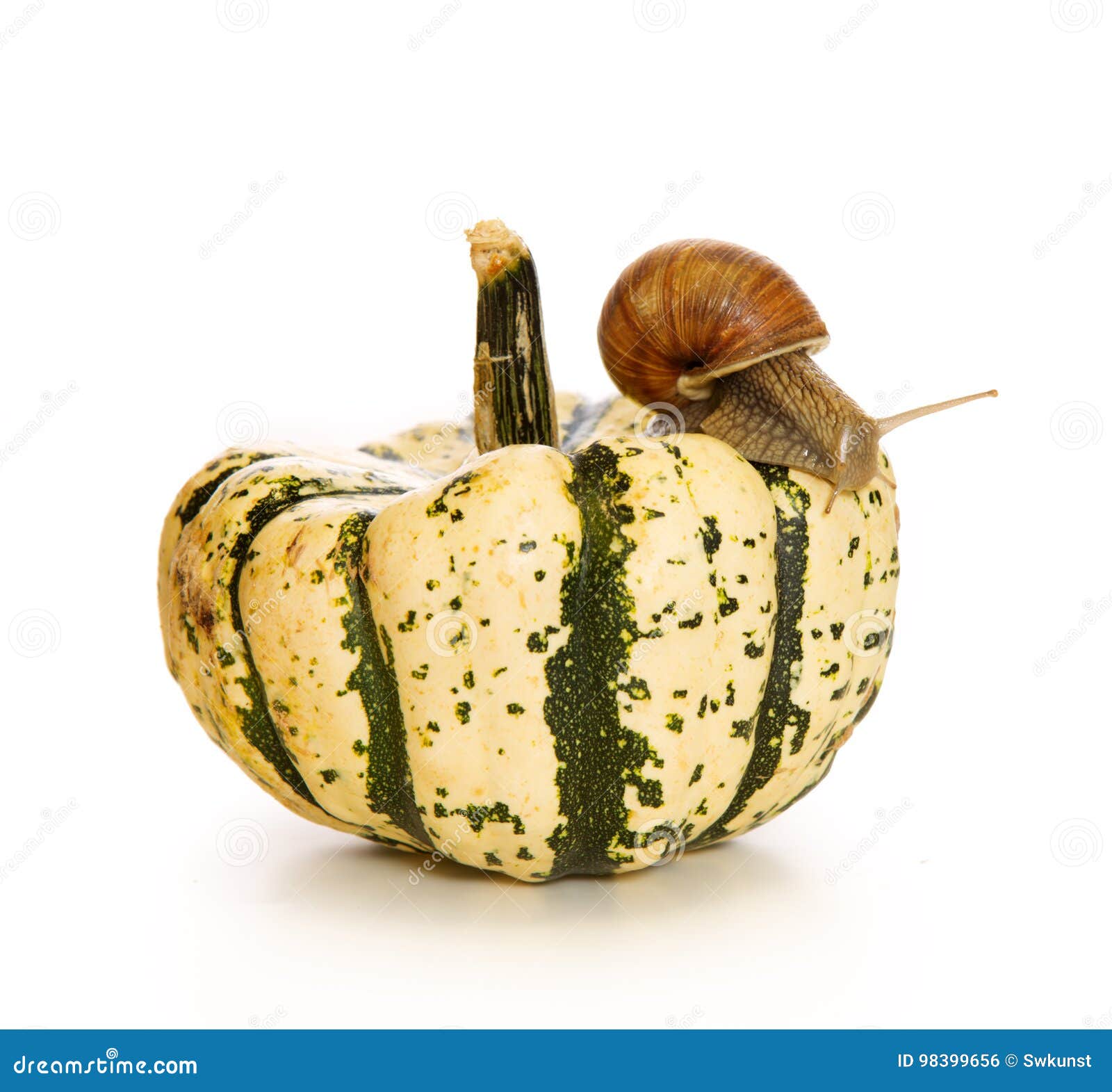 Garden Snail on Fresh Pumpkin Isolated. Stock Photo - Image of pumpkin ...