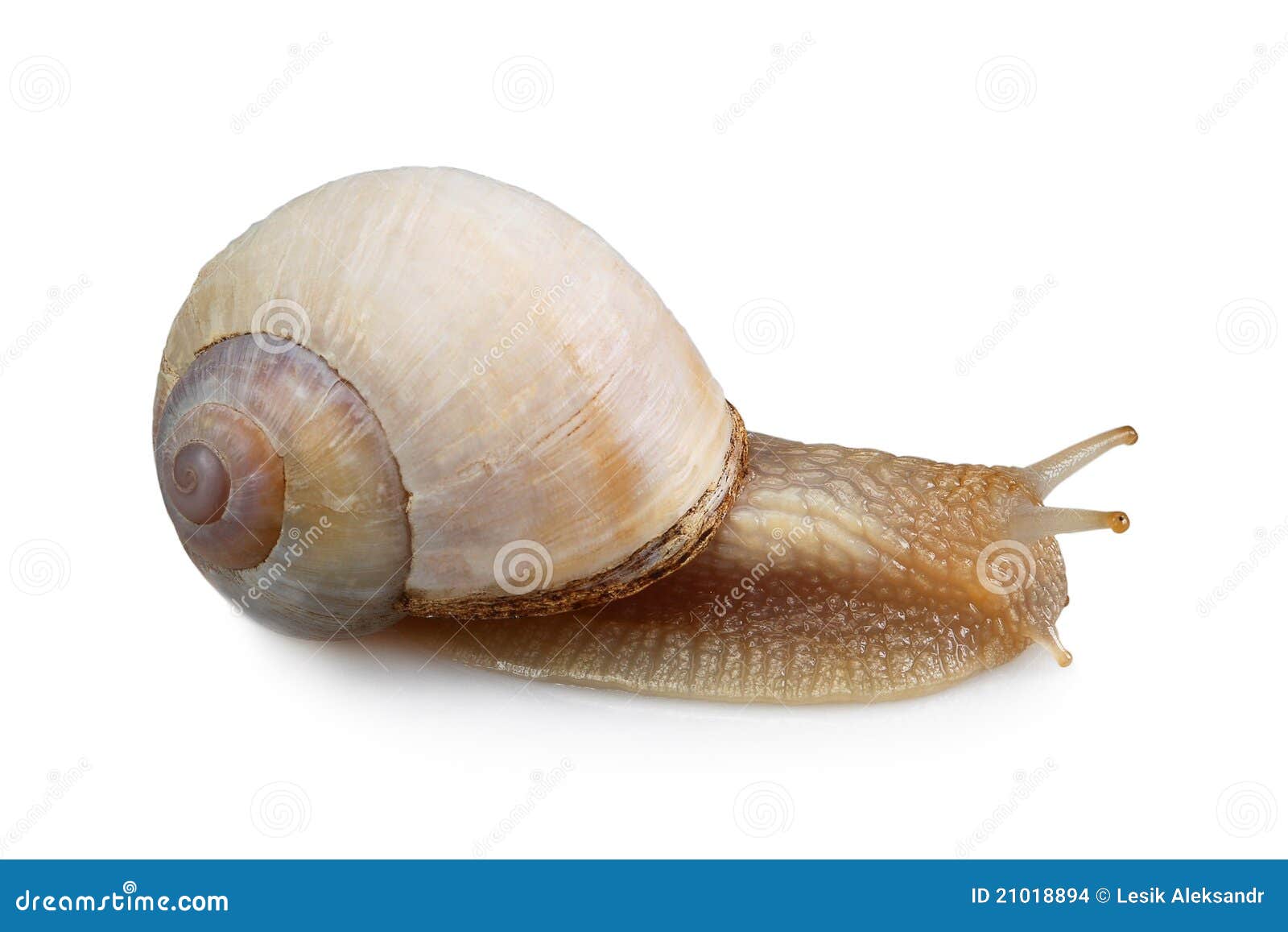 Garden Snail in Front of White Background Stock Photo - Image of ...