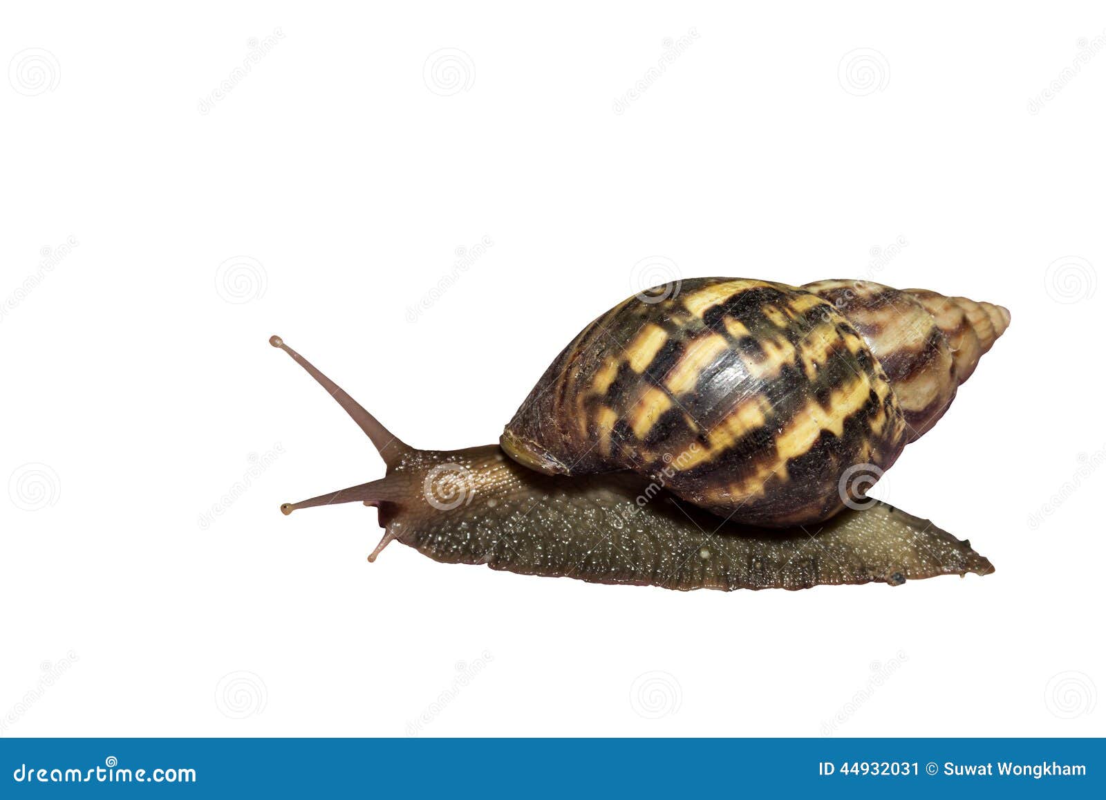 Garden snail in front stock image. Image of movement - 44932031