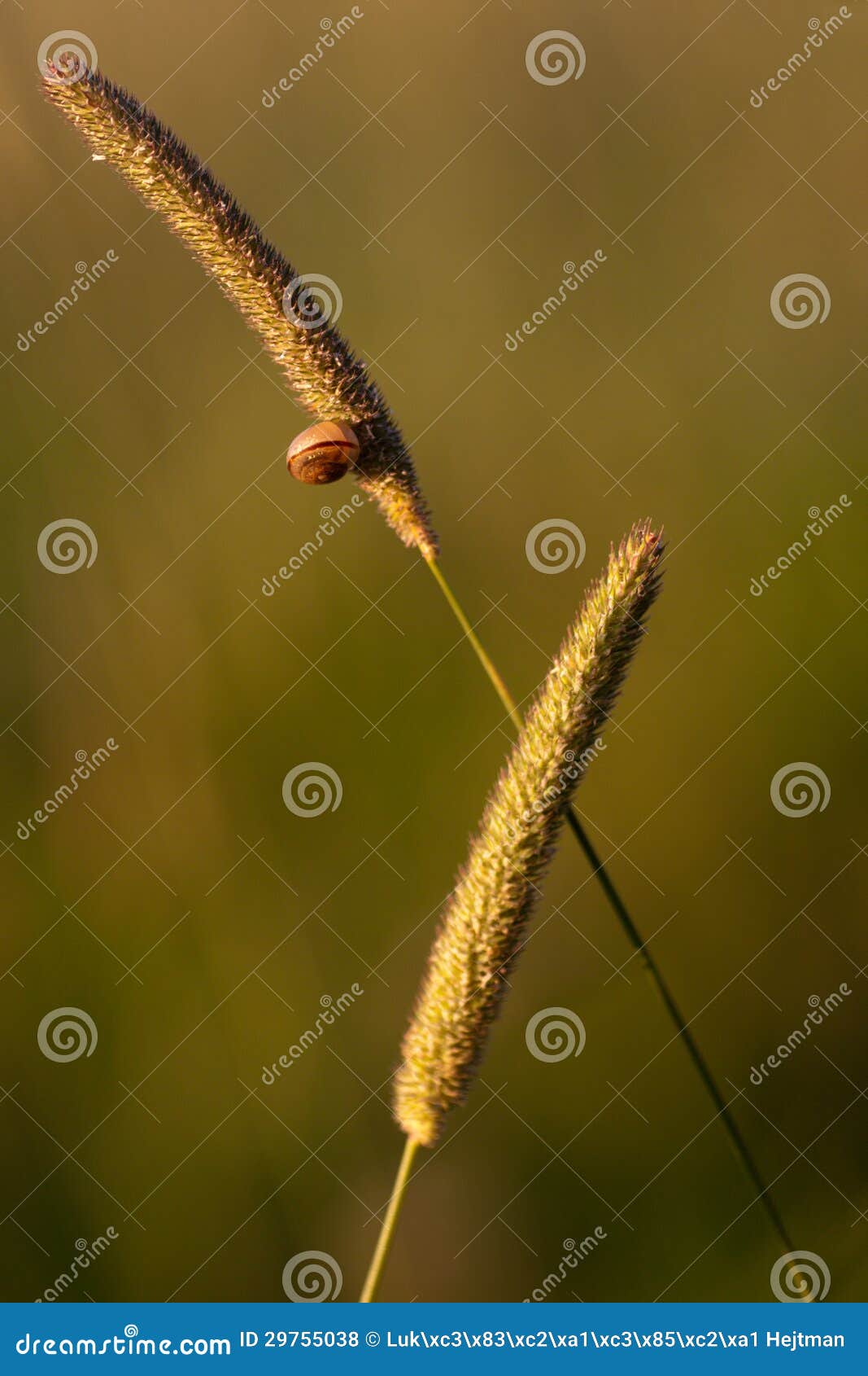 Snail stock photo. Image of small, green, snail, time - 29755038