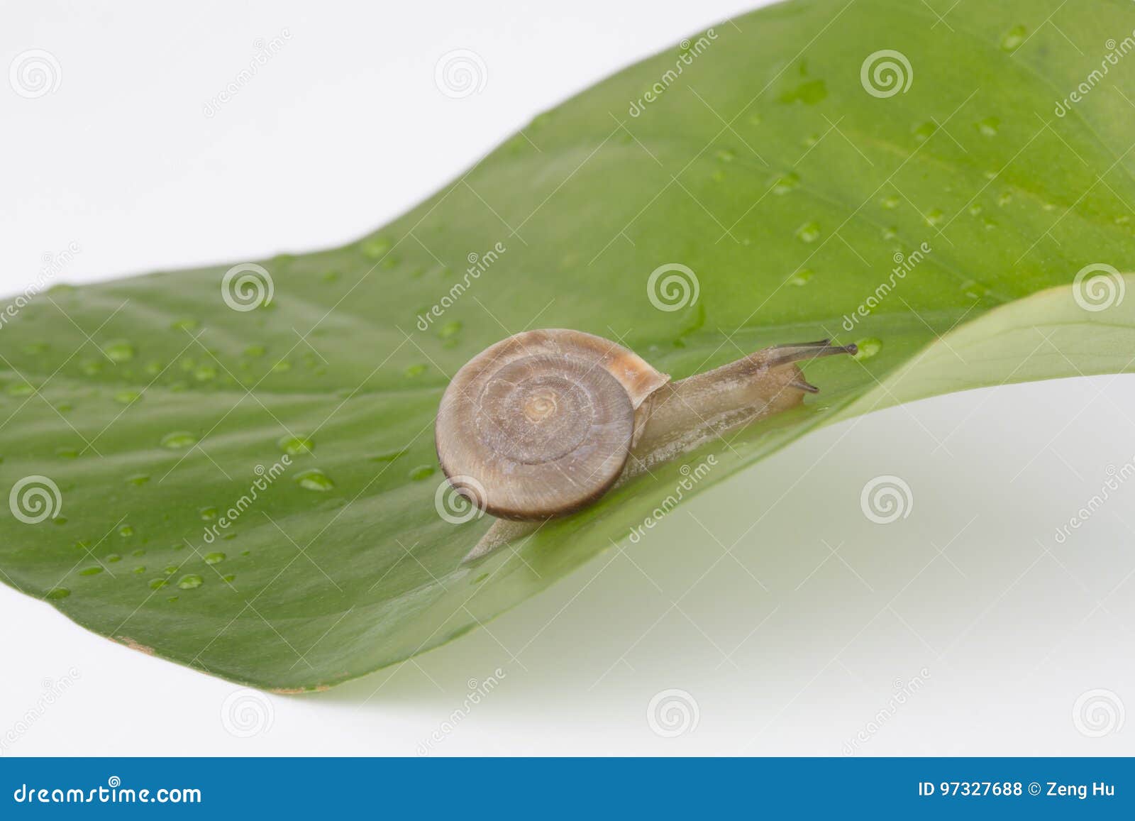 Garden snail stock photo. Image of brown, animal, descent - 97327688