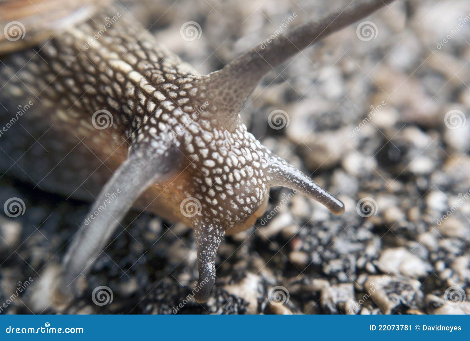 Garden snail head stock image. Image of mollusca, photomacrography ...