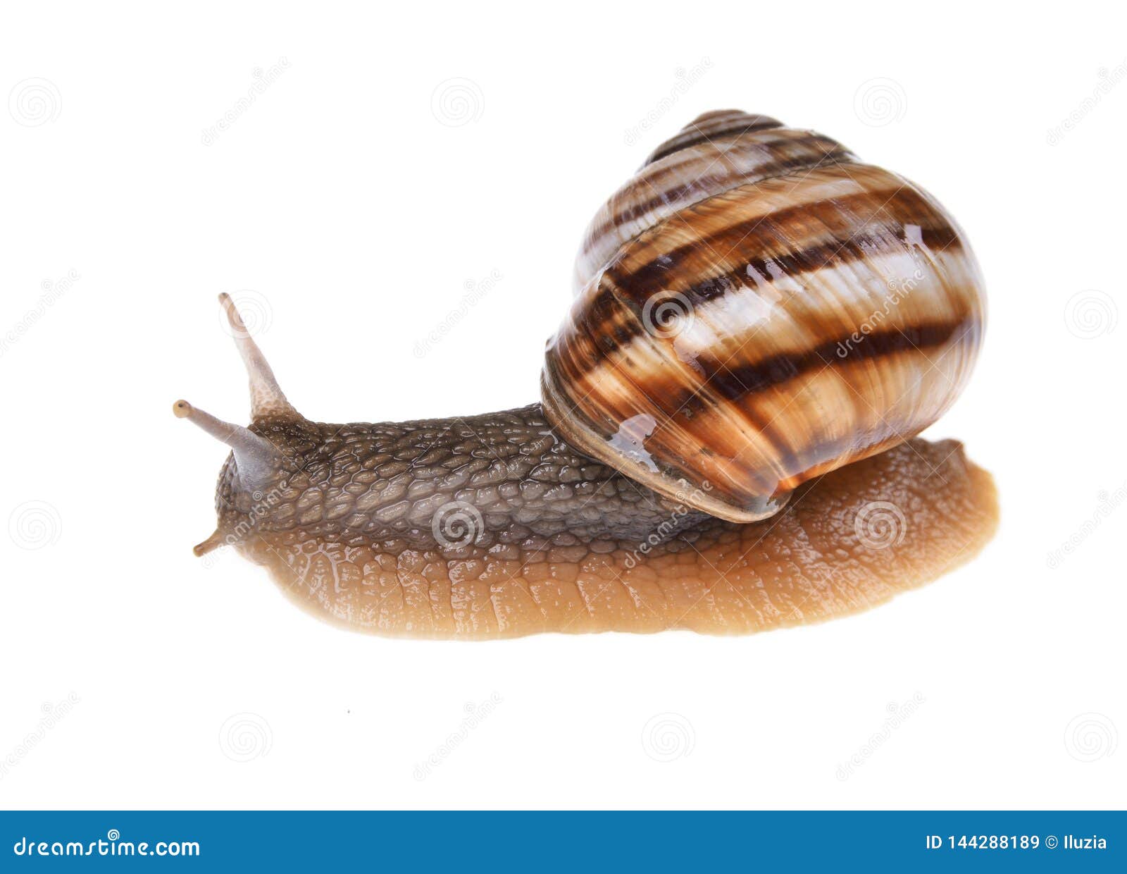 Garden Snail Helix Aspersa with Brown Shell on an Isolated Stock Image ...