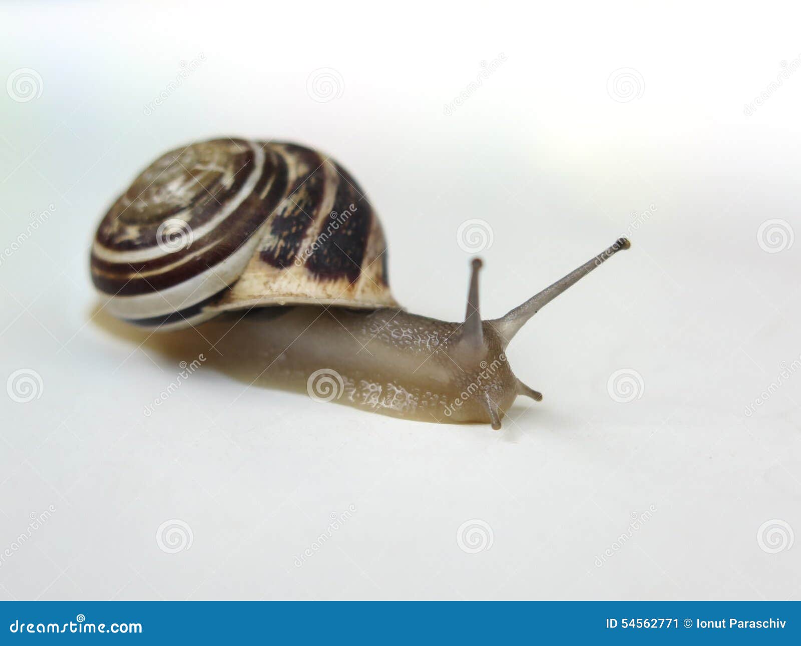 Garden Snail with Horns High Stock Image - Image of mollusk, garden ...