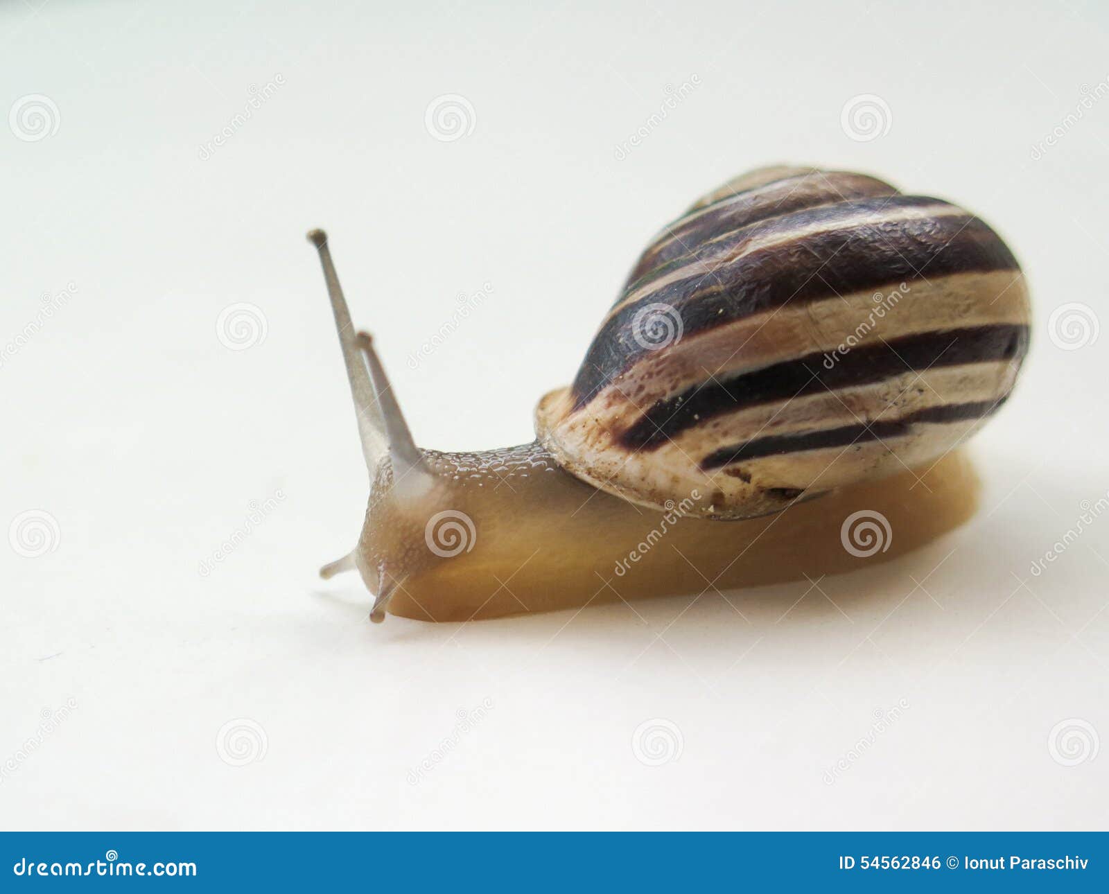 Garden Snail with Horns High Stock Photo - Image of detail, mollusk ...