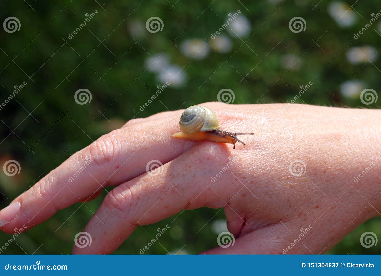 Garden Snail on a Human Hand. Stock Image - Image of shell, human ...