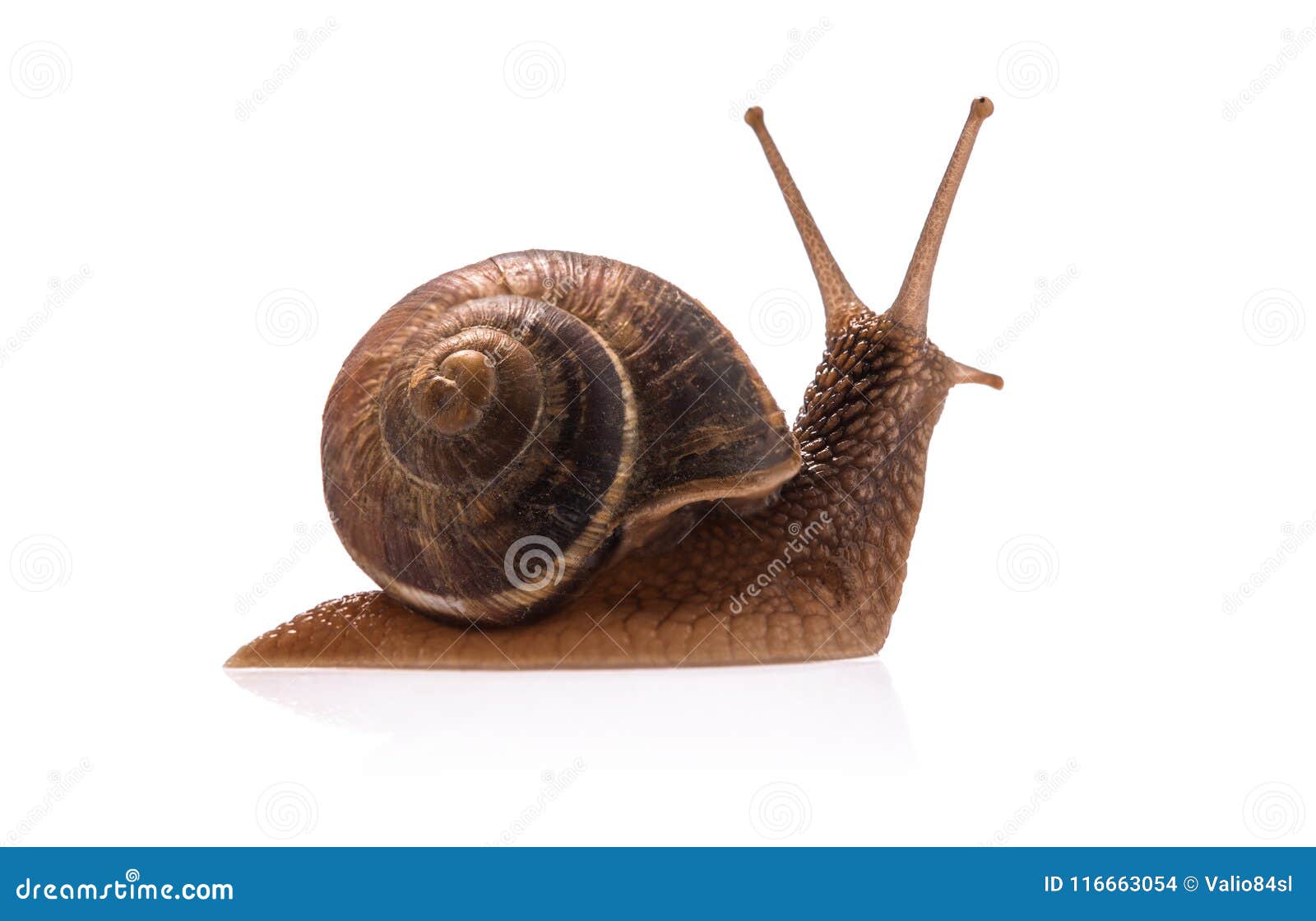 Garden Snail Isolated on White Background Stock Photo - Image of shell ...