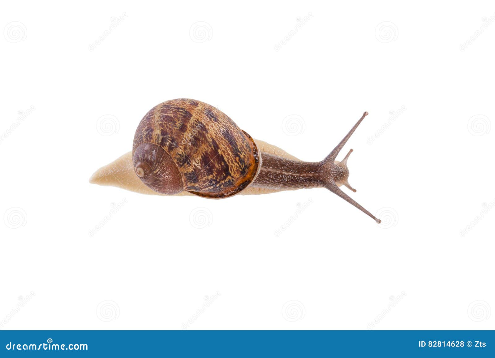 Snail Isolated Snail Shell On White Background Close Up Of Snail Shell ...