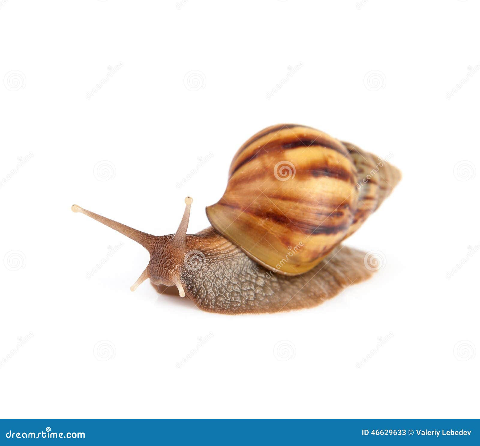 Garden Snail Isolated on White Background. Stock Image - Image of ...