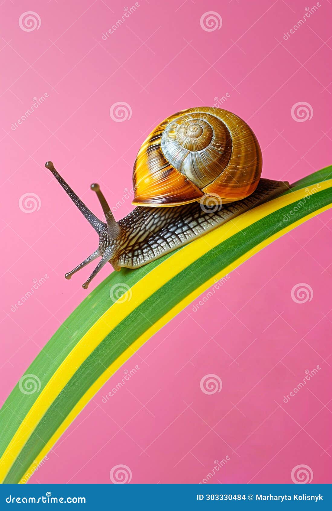 Garden Snail on the Leaf in Pop Art Style, Minimalist 1 Stock ...