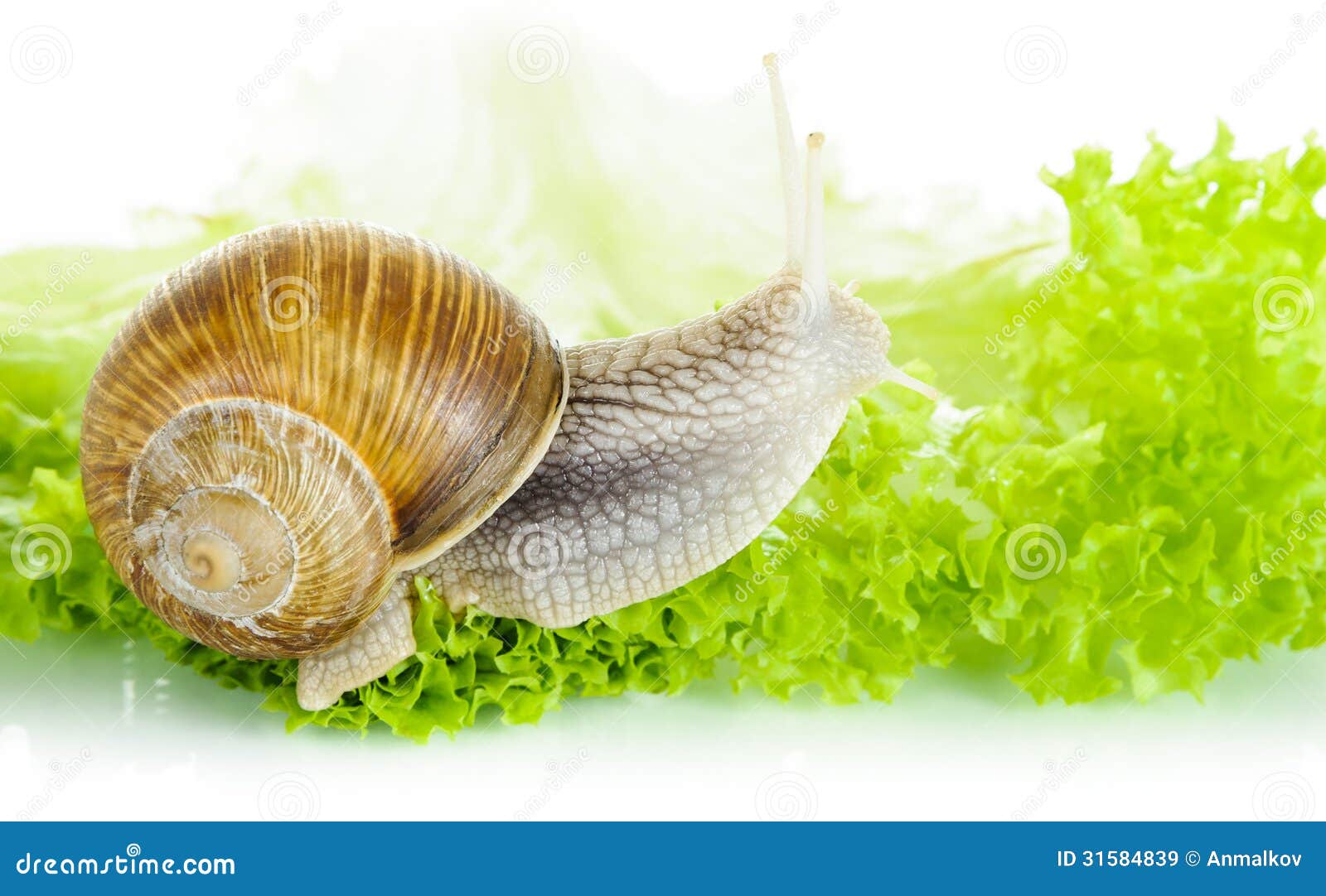 Garden Snail on Lettuce Leaf Stock Image - Image of brown, shell: 31584839