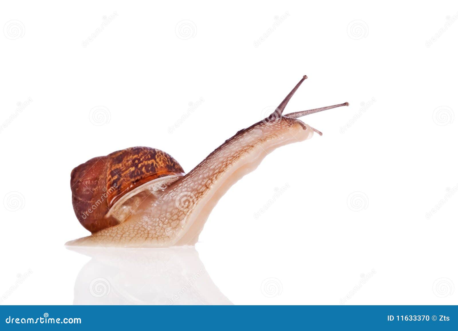 Garden Snail Looking Up Isolated White Photos - Free & Royalty-Free ...