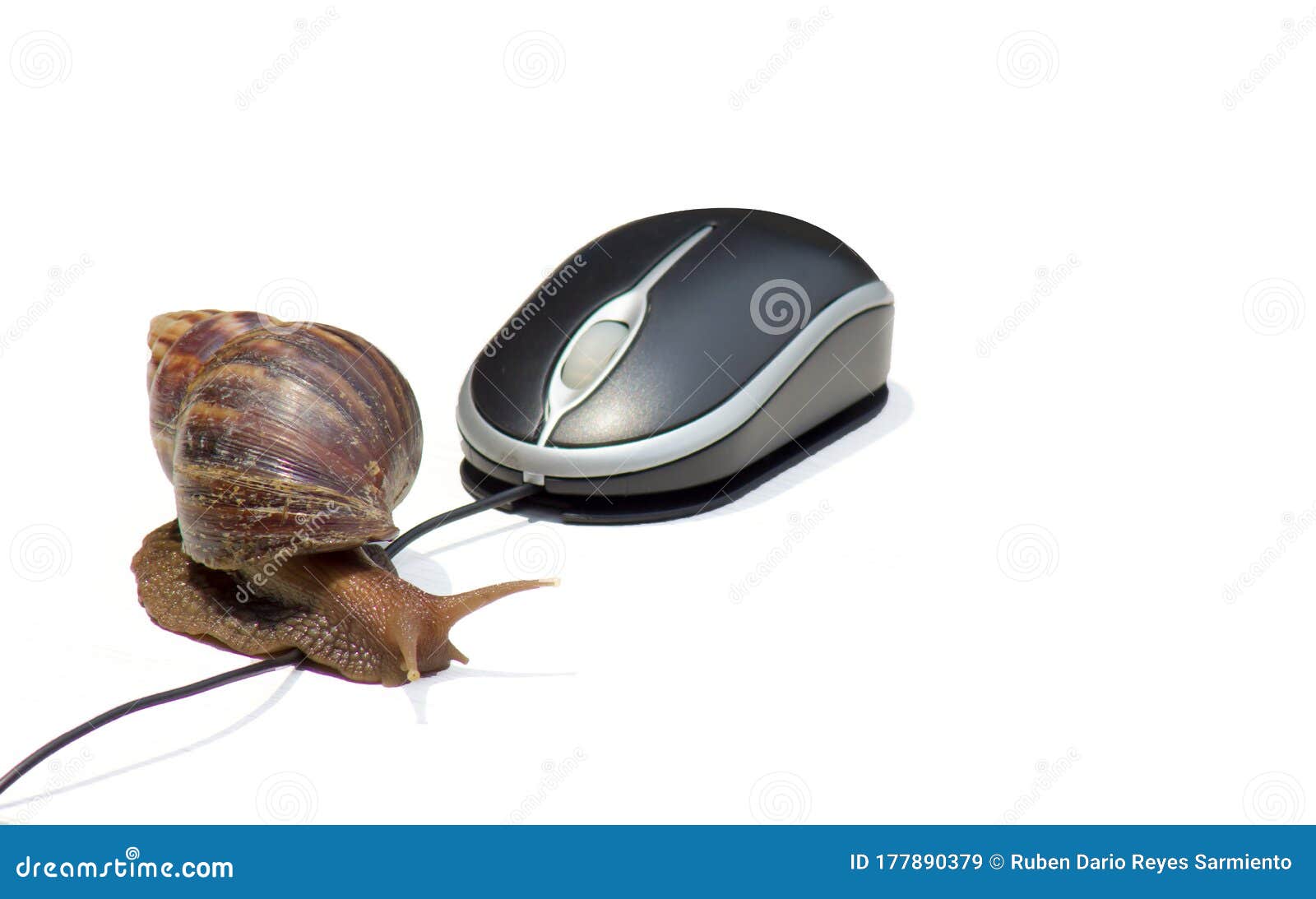 Garden Snail Next To Computer Mouse, Slow Internet, Slow Processor ...