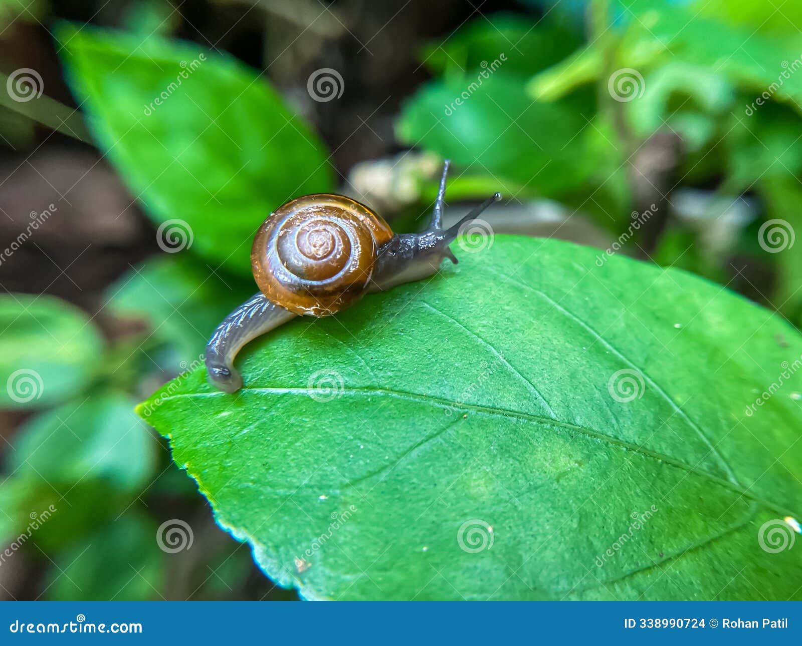 Garden Snail ( Oxychilus ) in Indian Garden Stock Photo - Image of ...