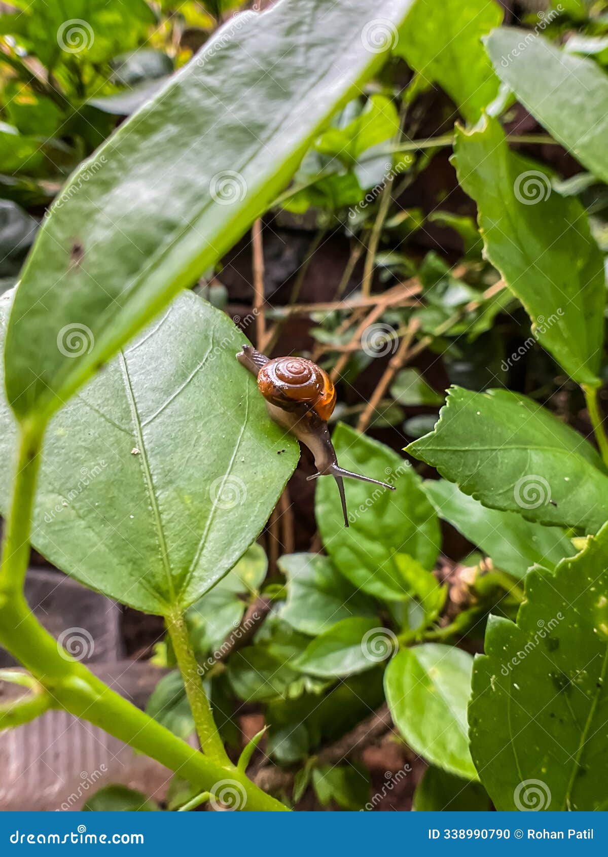 Garden Snail ( Oxychilus ) in Indian Garden Stock Photo - Image of ...