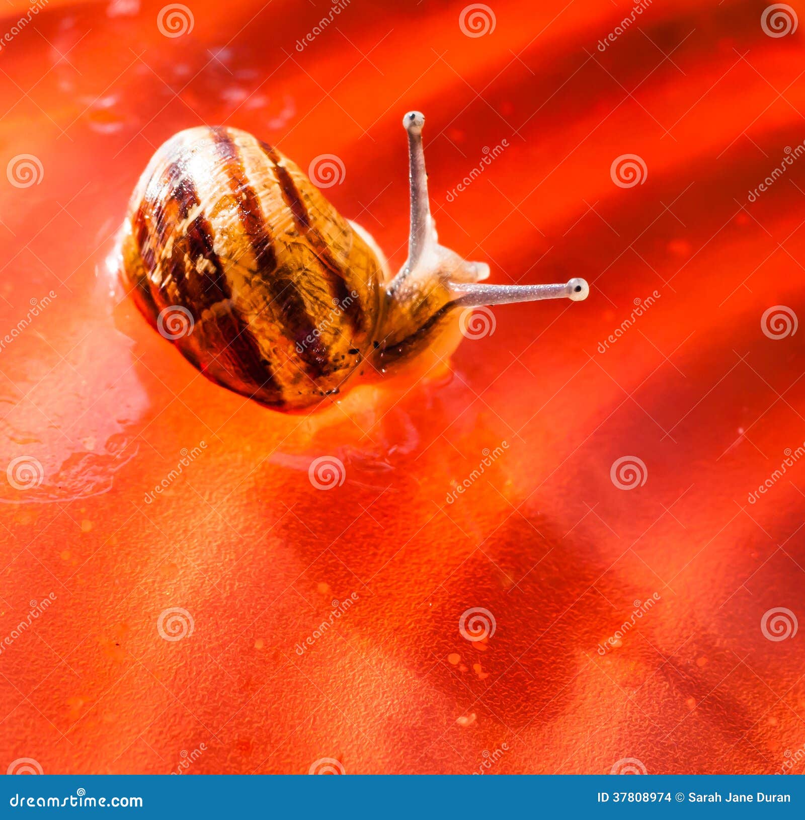 Garden Snail Red Orange Jelly Stock Photos - Free & Royalty-Free Stock ...