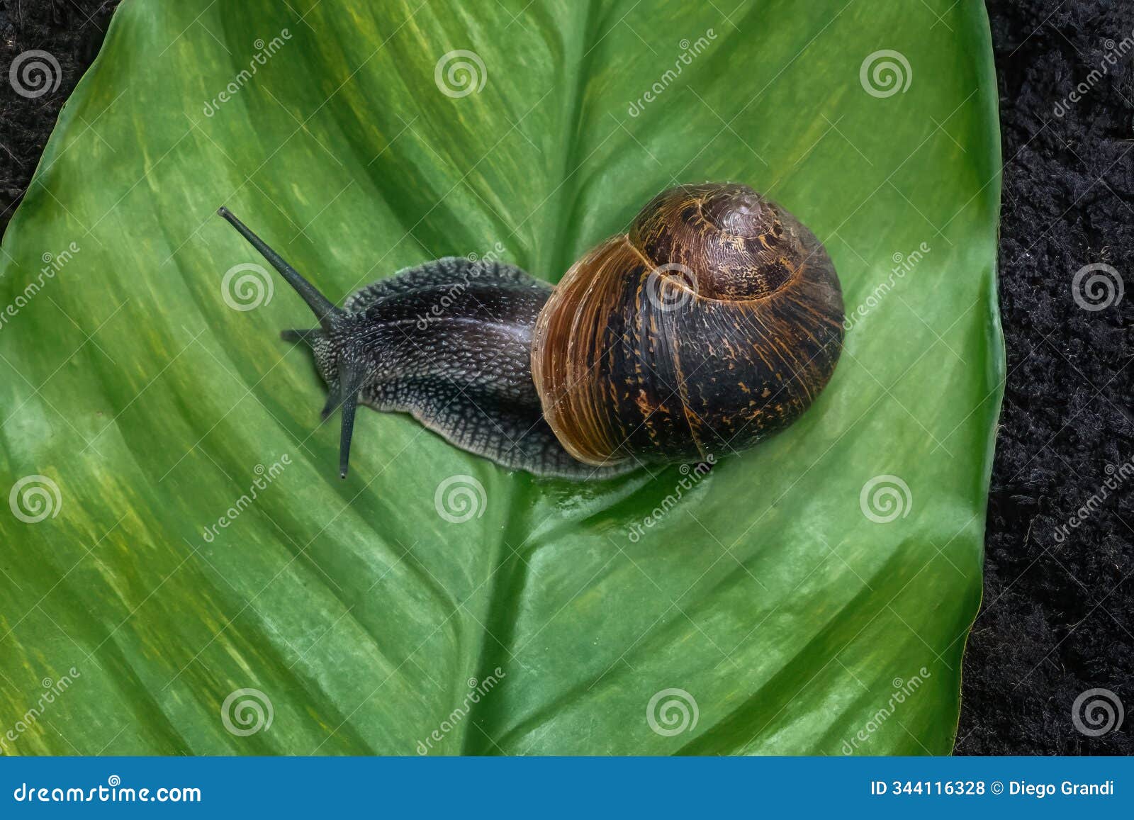 Garden Snail on a shell stock photo. Image of biodiversity - 344116328