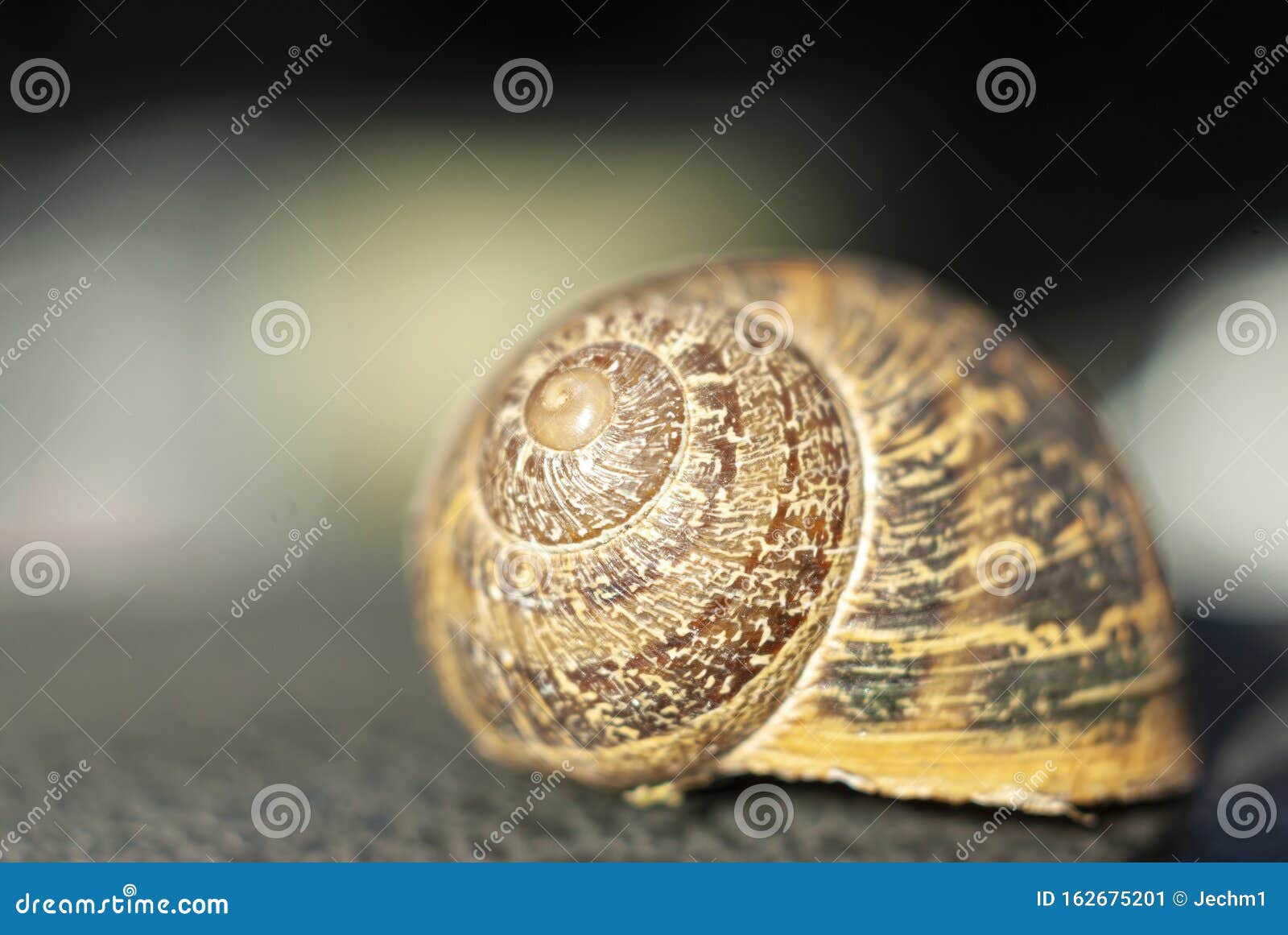 Garden snail shell macro stock image. Image of details - 162675201