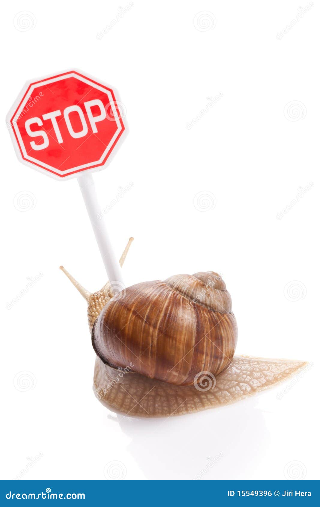 Garden Snail and Stop Traffic Sign Stock Photo - Image of shell ...