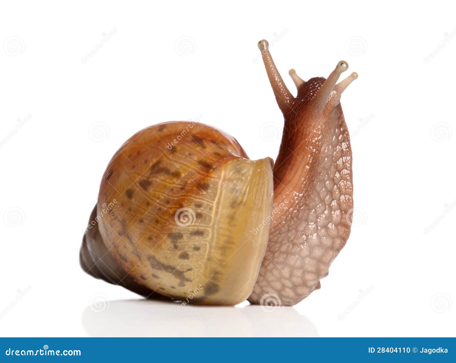 Garden Snail on White Background Stock Photo - Image of huge ...