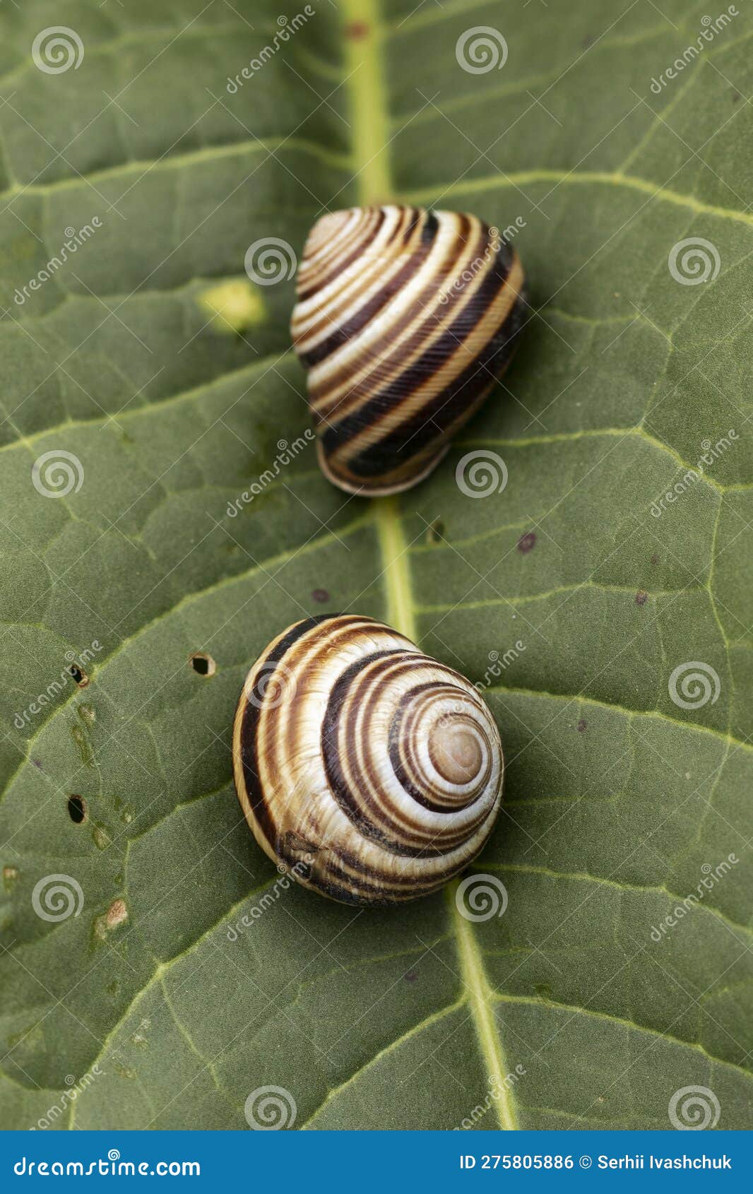 Garden snails stock photo. Image of food, green, molluscs - 275805886