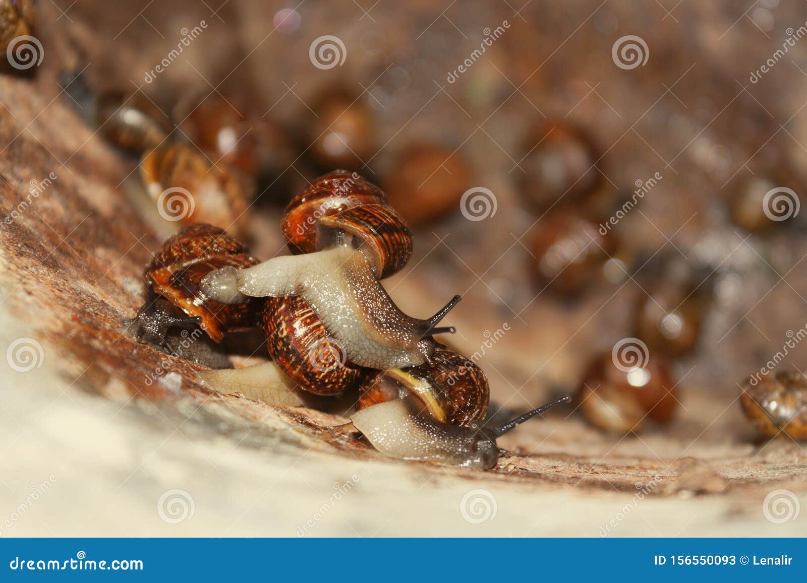 Group of the garden snails stock image. Image of animal - 156550093