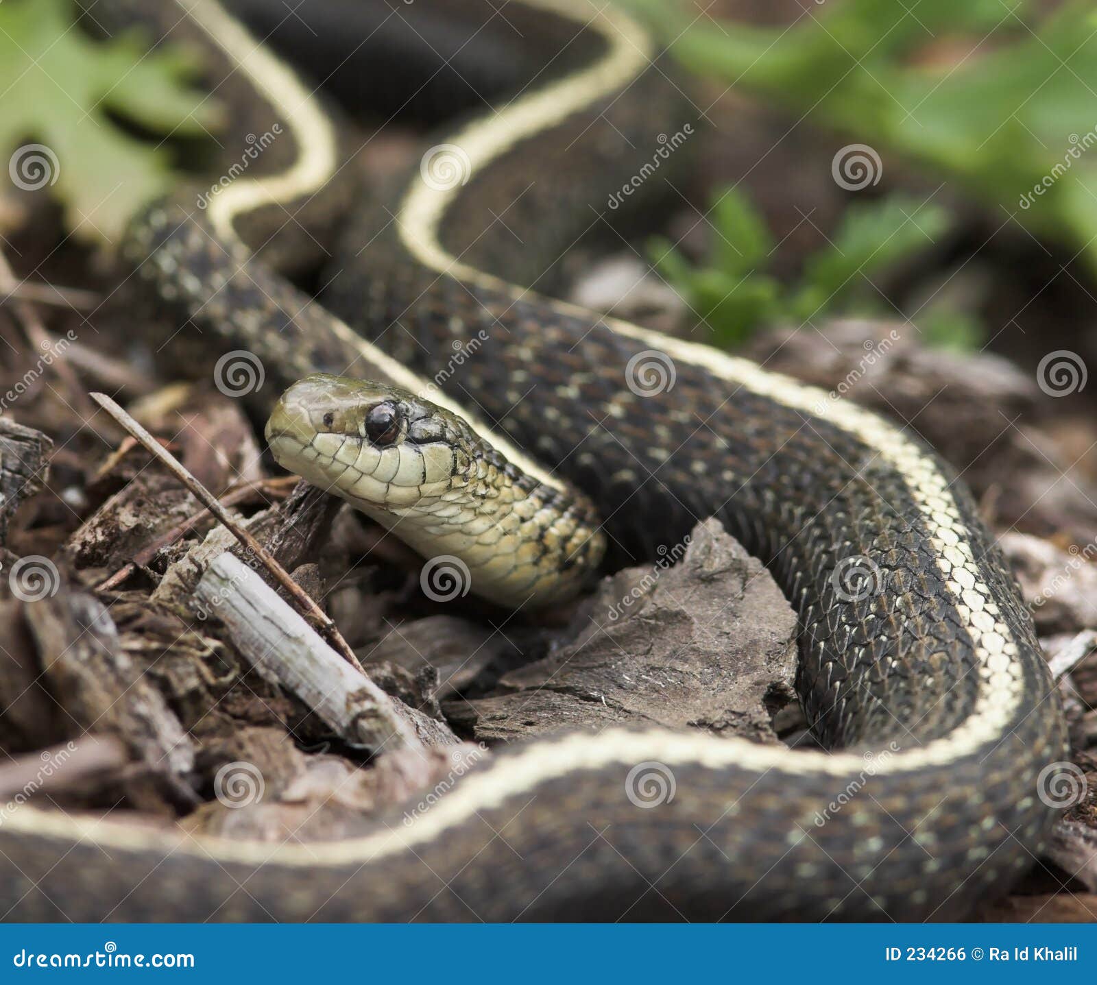 Garden Snake Picture. Image: 234266