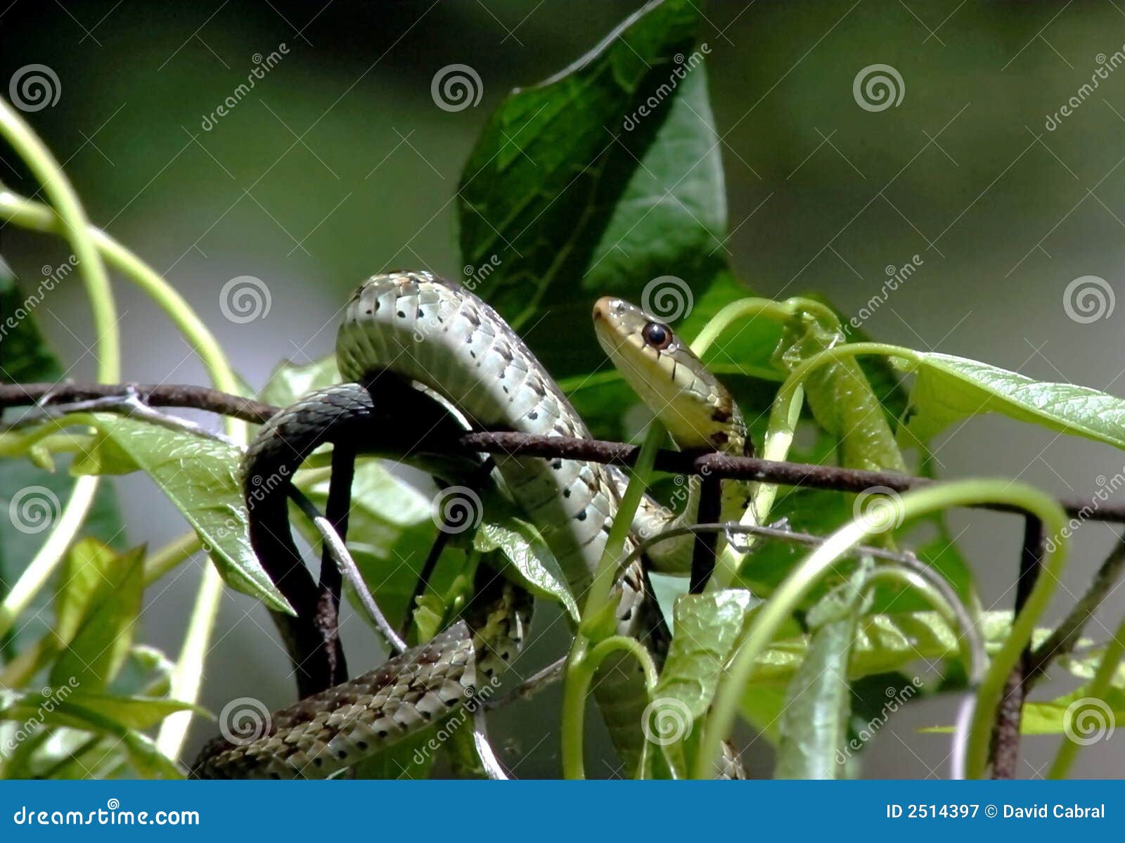 Snake Twining Photos - Free & Royalty-Free Stock Photos from Dreamstime