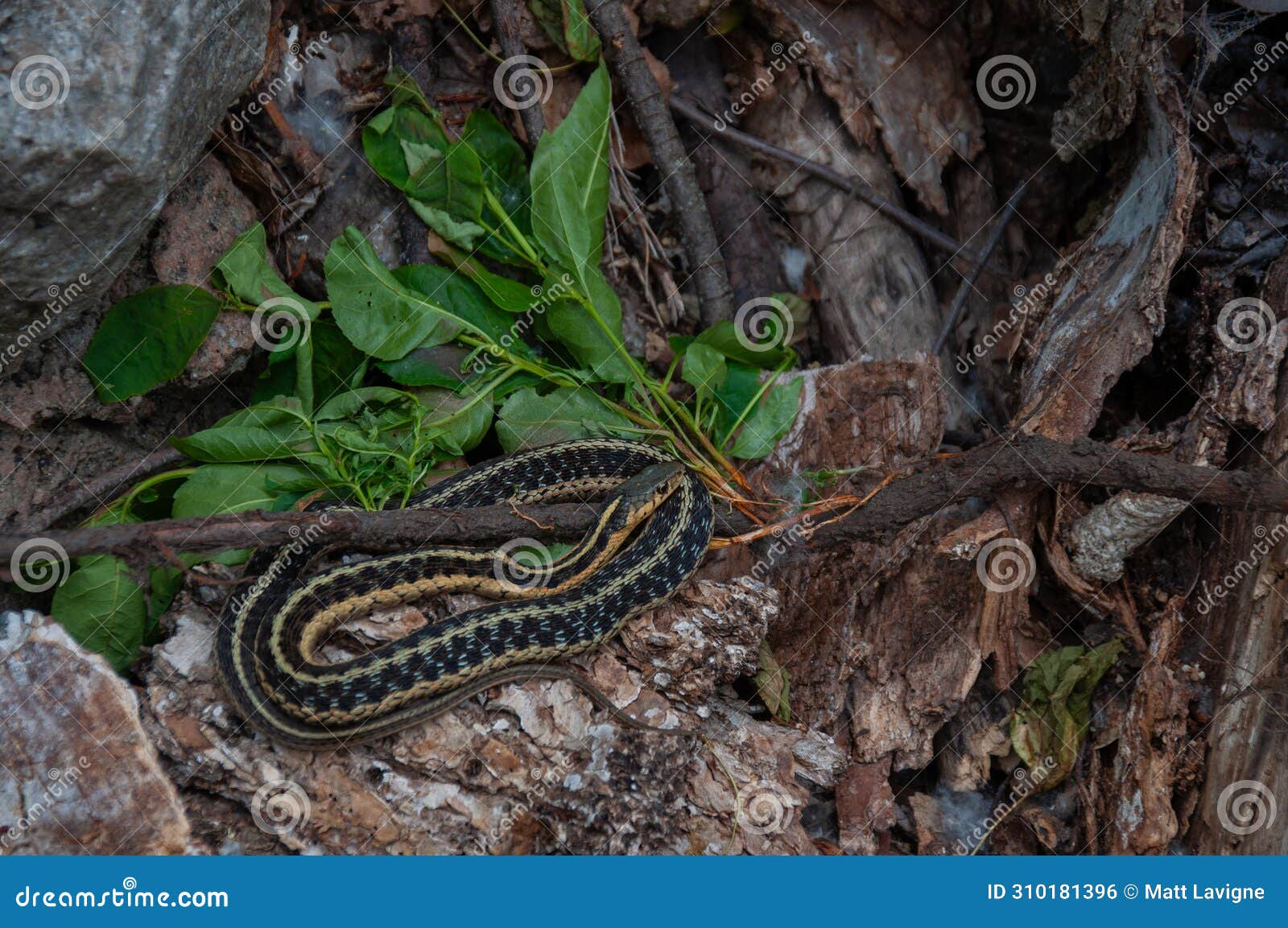 A Garden Snake Coiled Up on a Rock Stock Photo - Image of nature, grass ...
