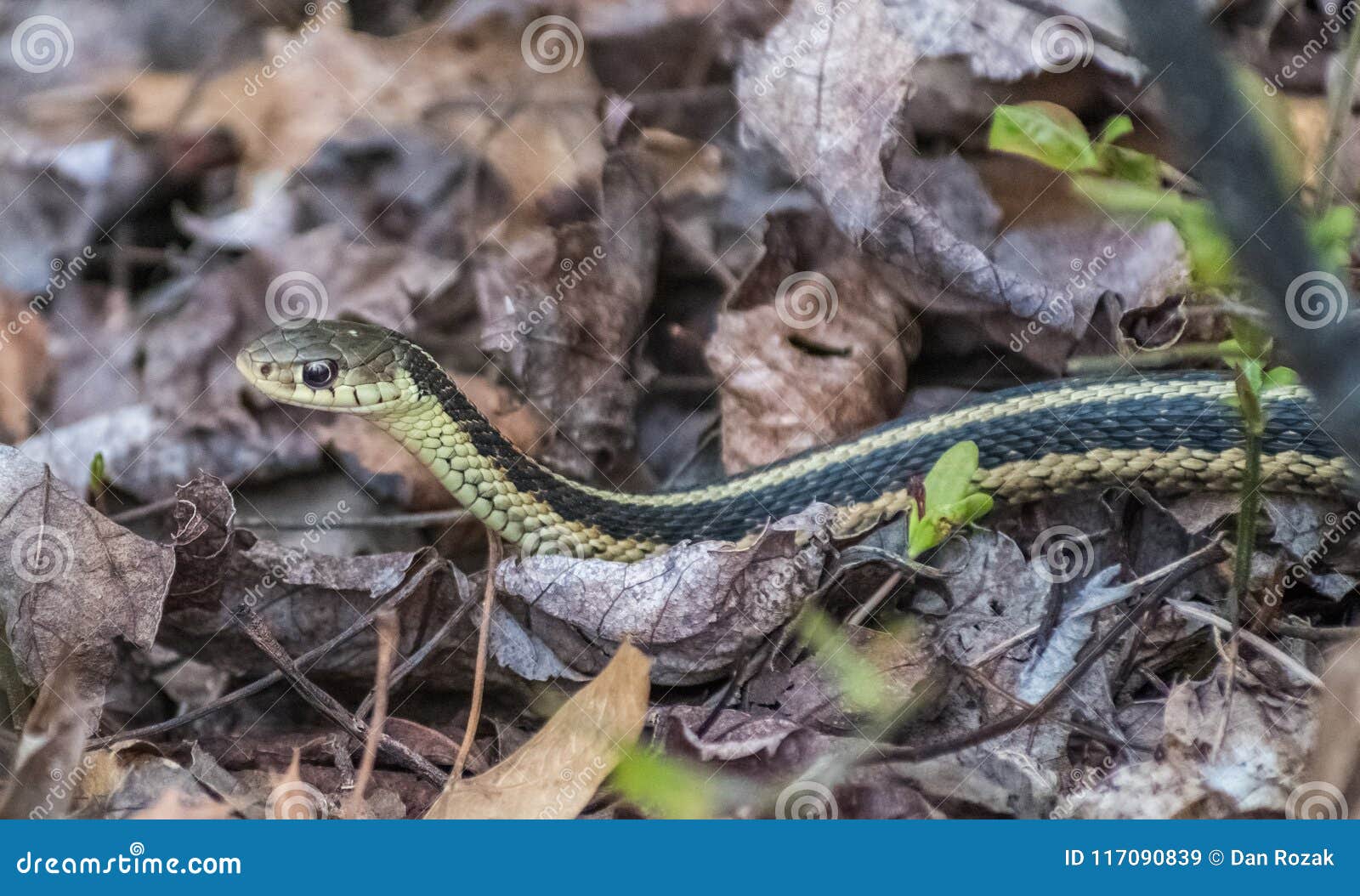 An Garden Snake Slithering Left Stock Image - Image of marsh, warm ...