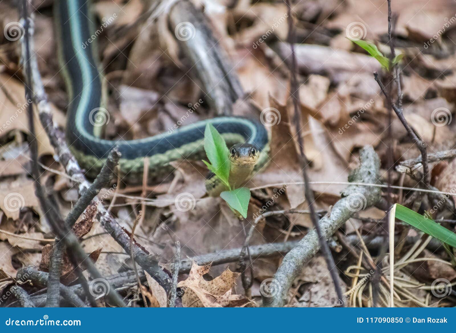 Garden Snake in Woods in Wisconsin Stock Photo - Image of cute, marsh ...