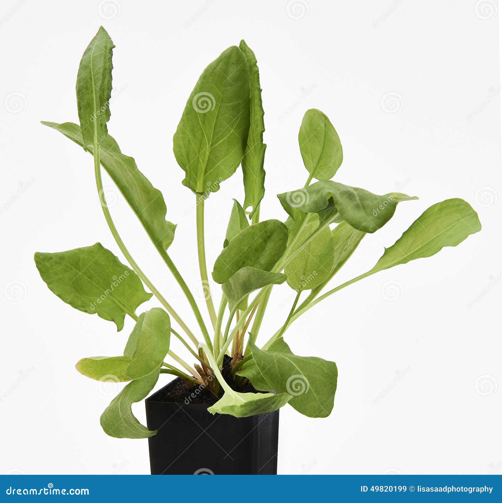 Sorrel Plant Rumex Acetosa. Common Sorrel, Spinach Dock. Stock ...