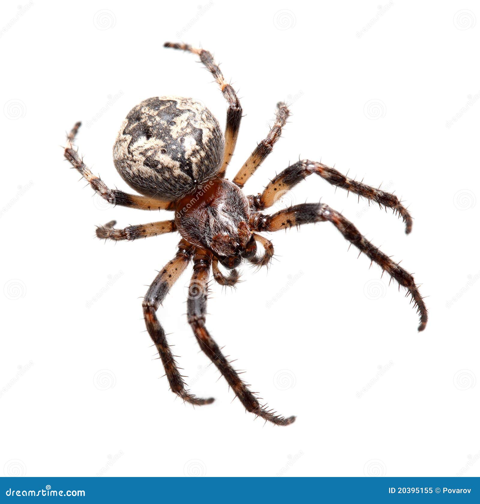 693 White Araneidae Stock Photos - Free & Royalty-Free Stock Photos ...
