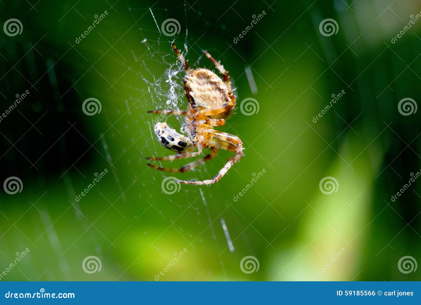 Garden Spider Attacking Ladybird Stock Photo - Image of closeup ...