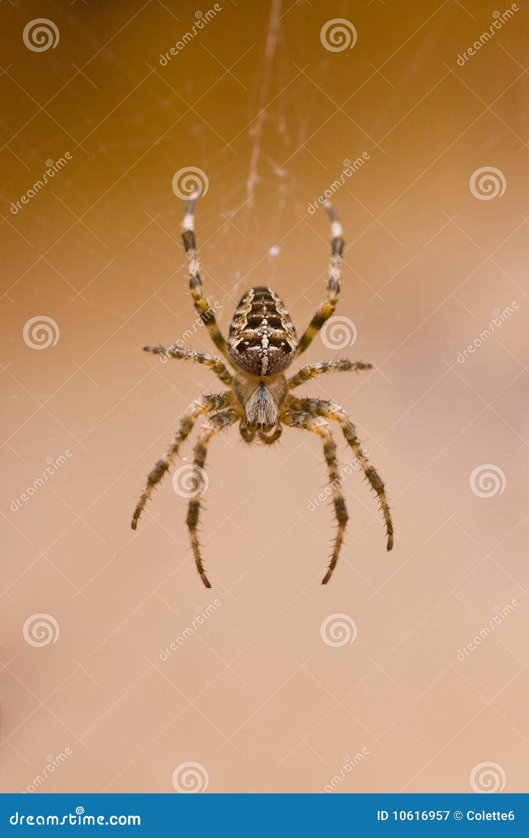 Garden Spider in Cobweb in Fall Stock Image - Image of spider, diadem ...