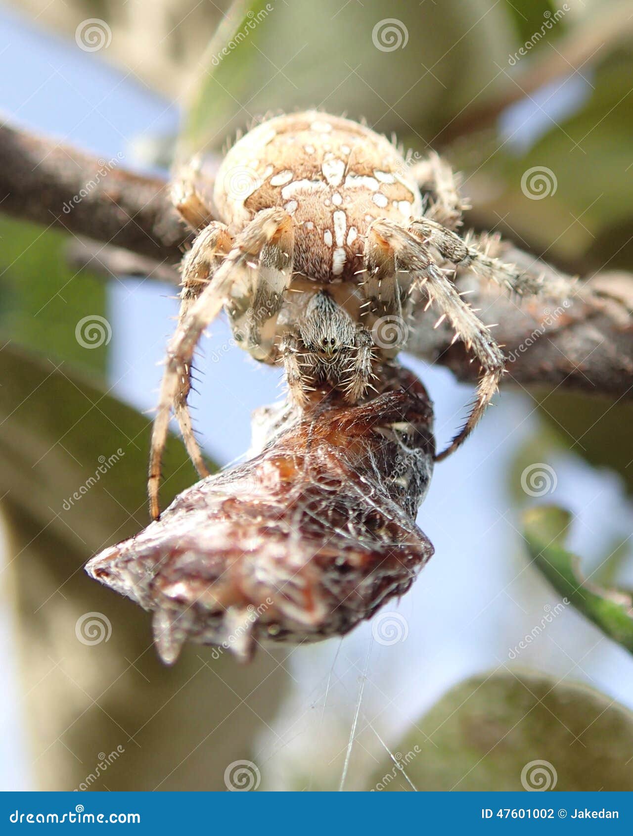 Garden Spider and Cockroach Stock Photo - Image of wild, predator: 47601002