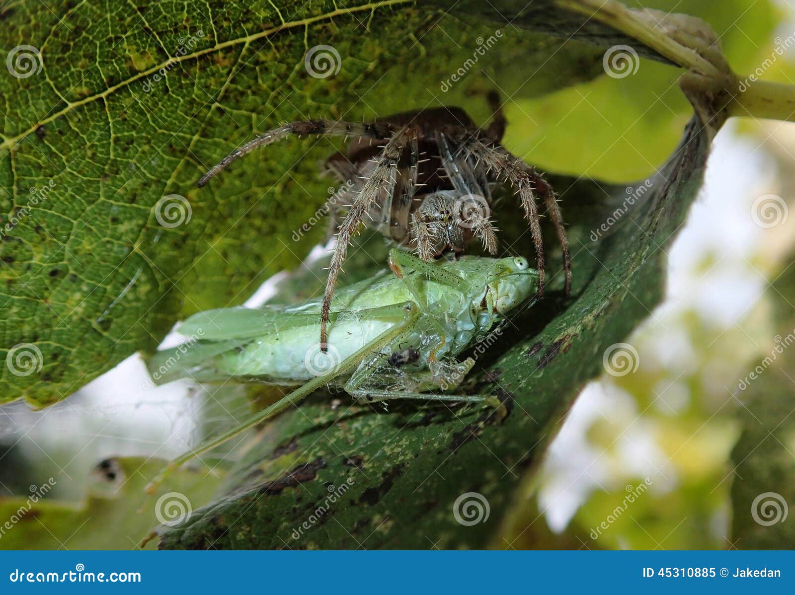 Garden Spider Eating a Grasshopper Stock Image - Image of insect ...